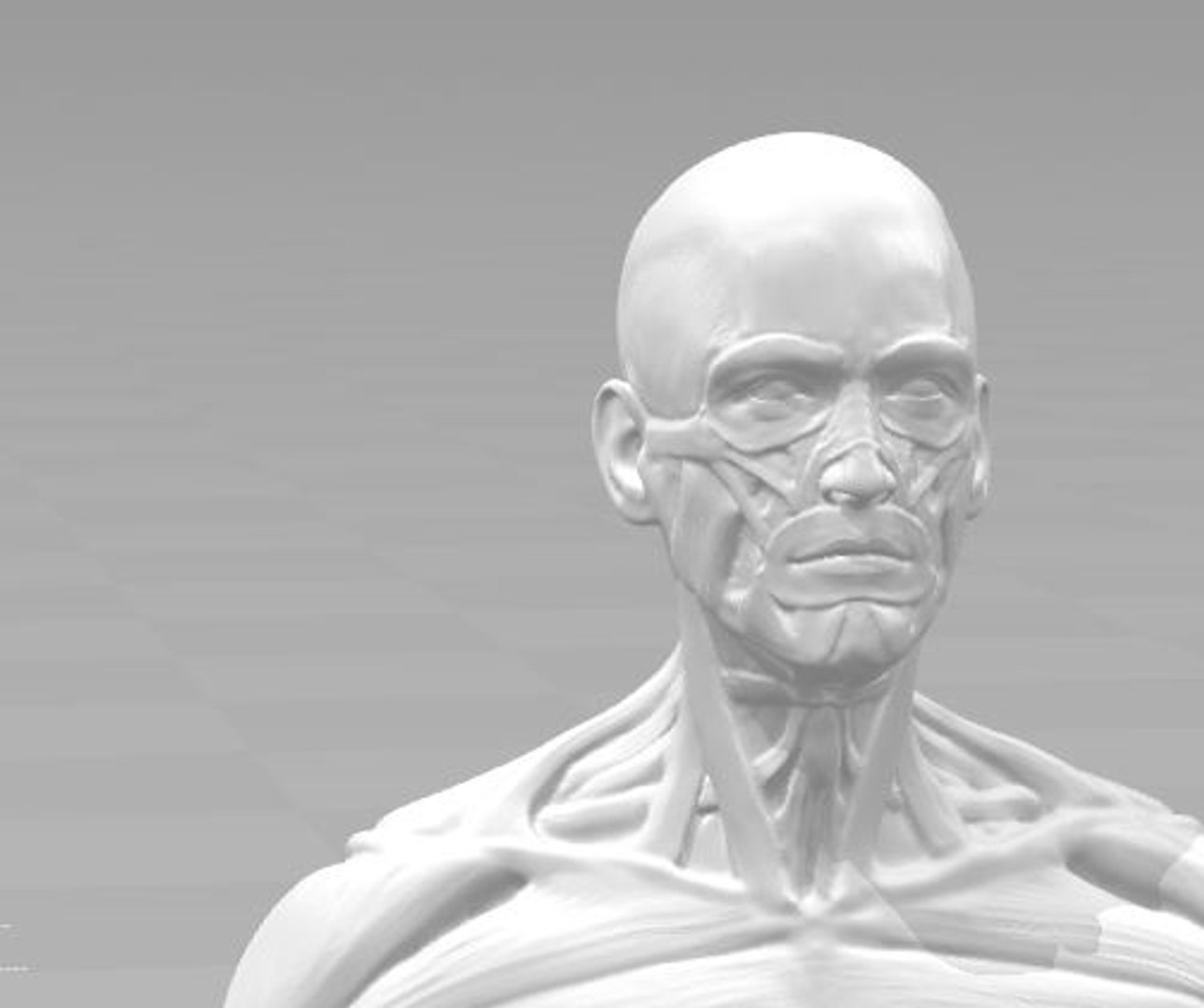 Ecorche Printing Character Modelling 3D - TurboSquid 1287840