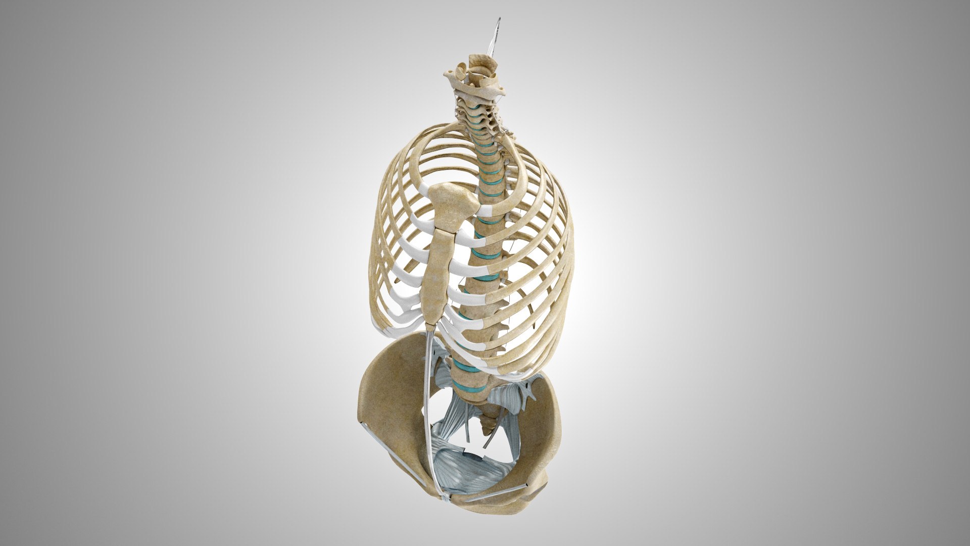 3D Rib Cage With Ligaments - TurboSquid 1924931