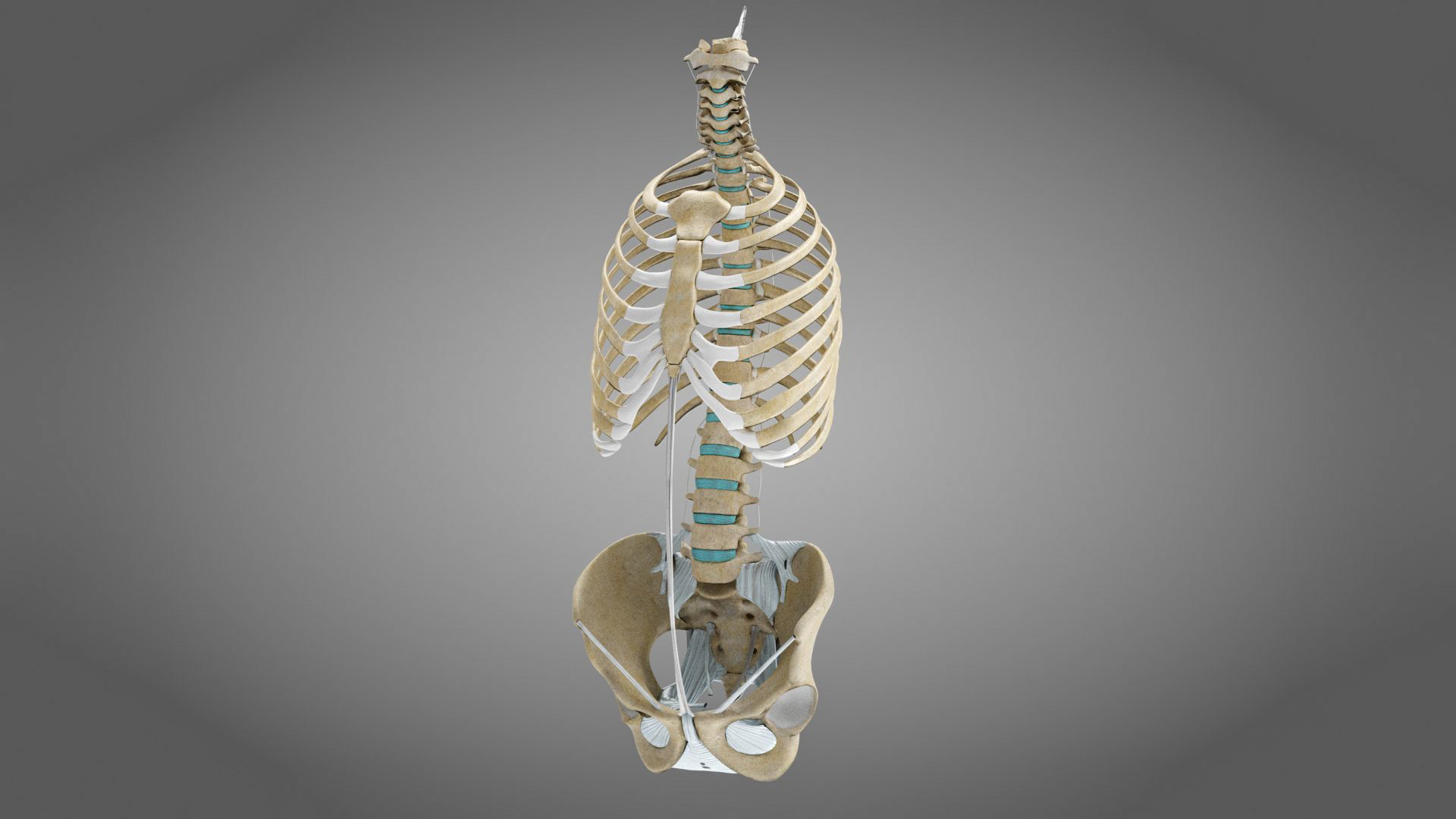 3D Rib Cage With Ligaments - TurboSquid 1924931