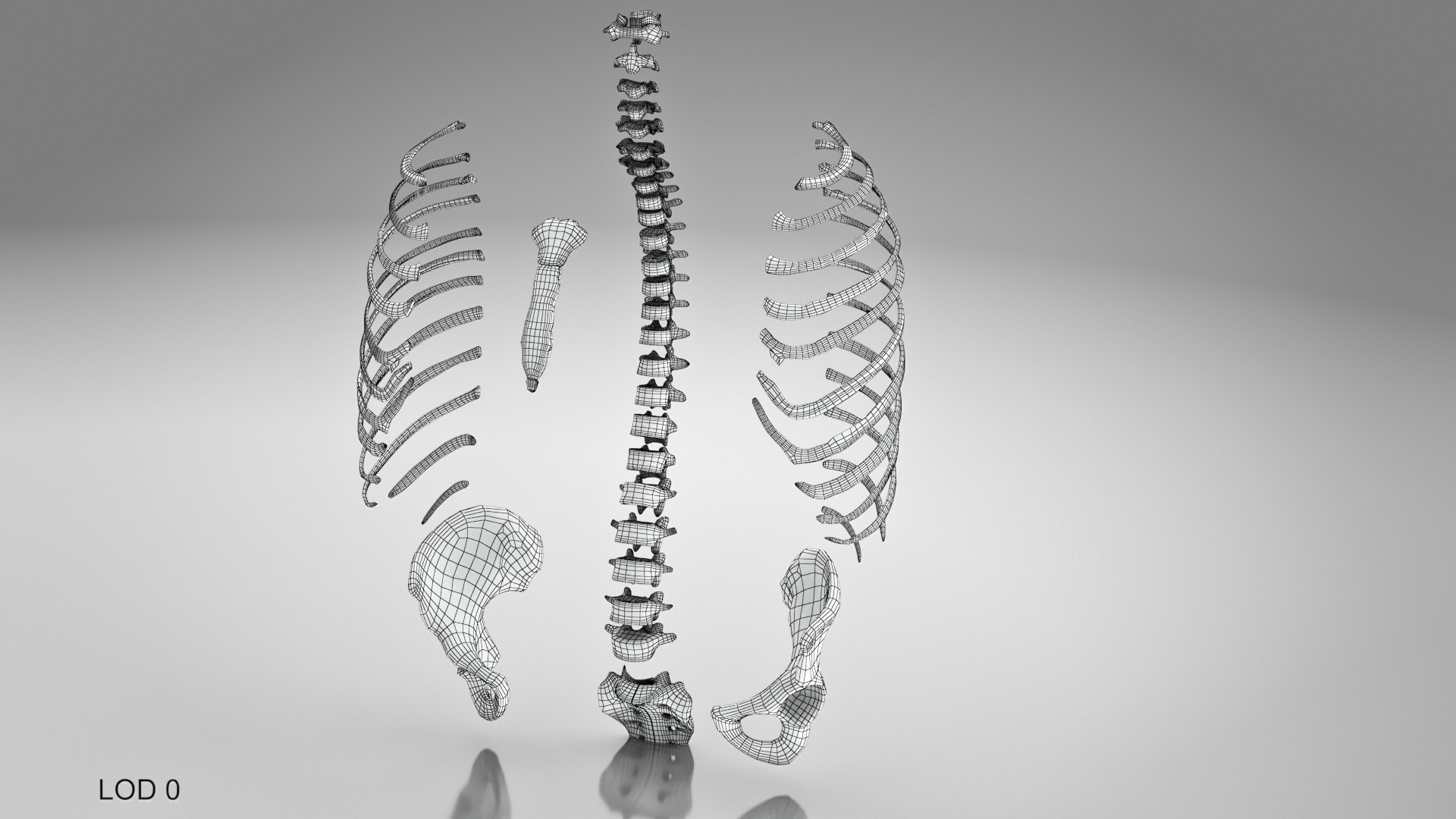 3D Rib cage with ligaments - TurboSquid 1924931