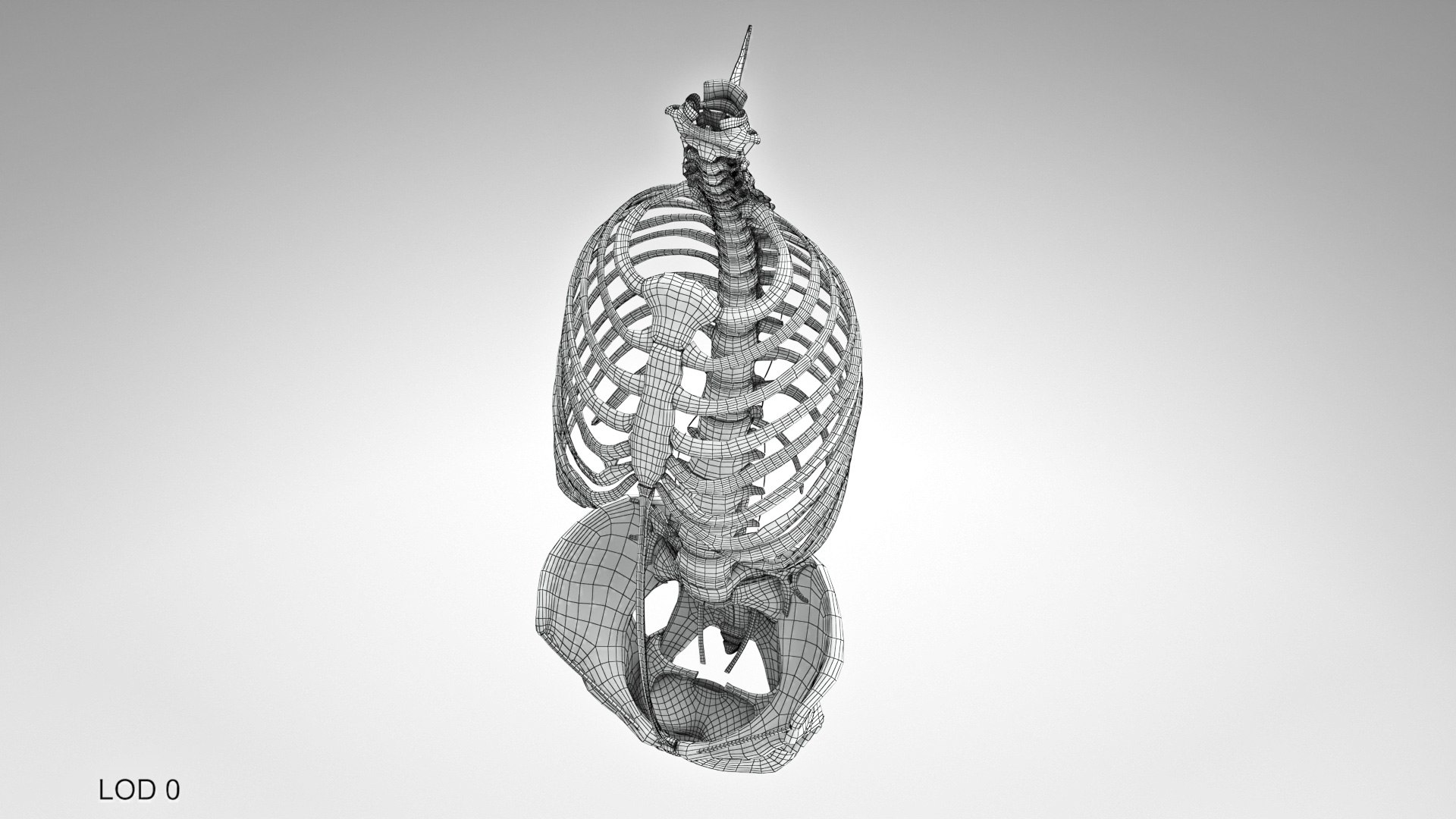 3D Rib cage with ligaments - TurboSquid 1924931