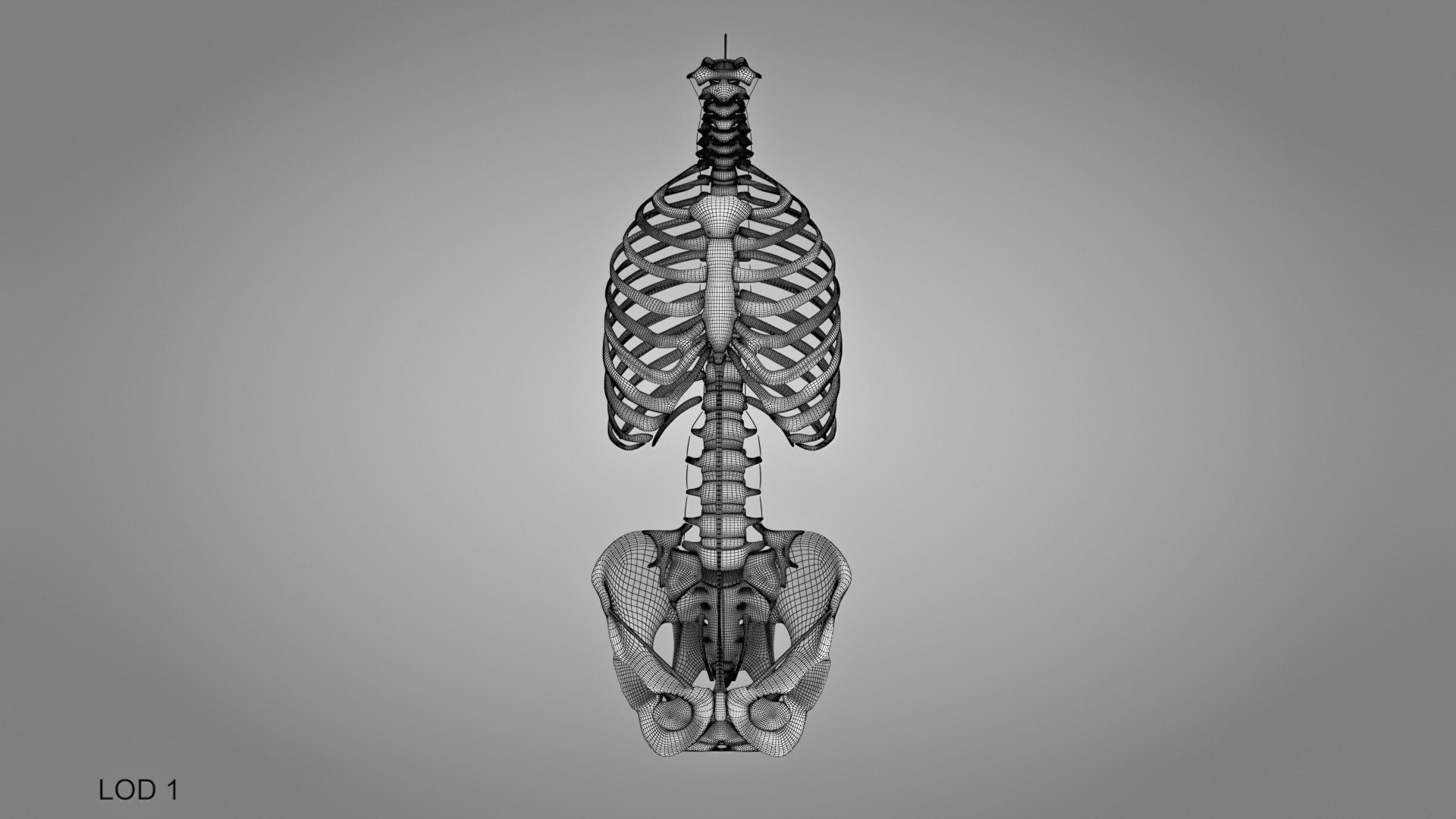 3D Rib cage with ligaments - TurboSquid 1924931