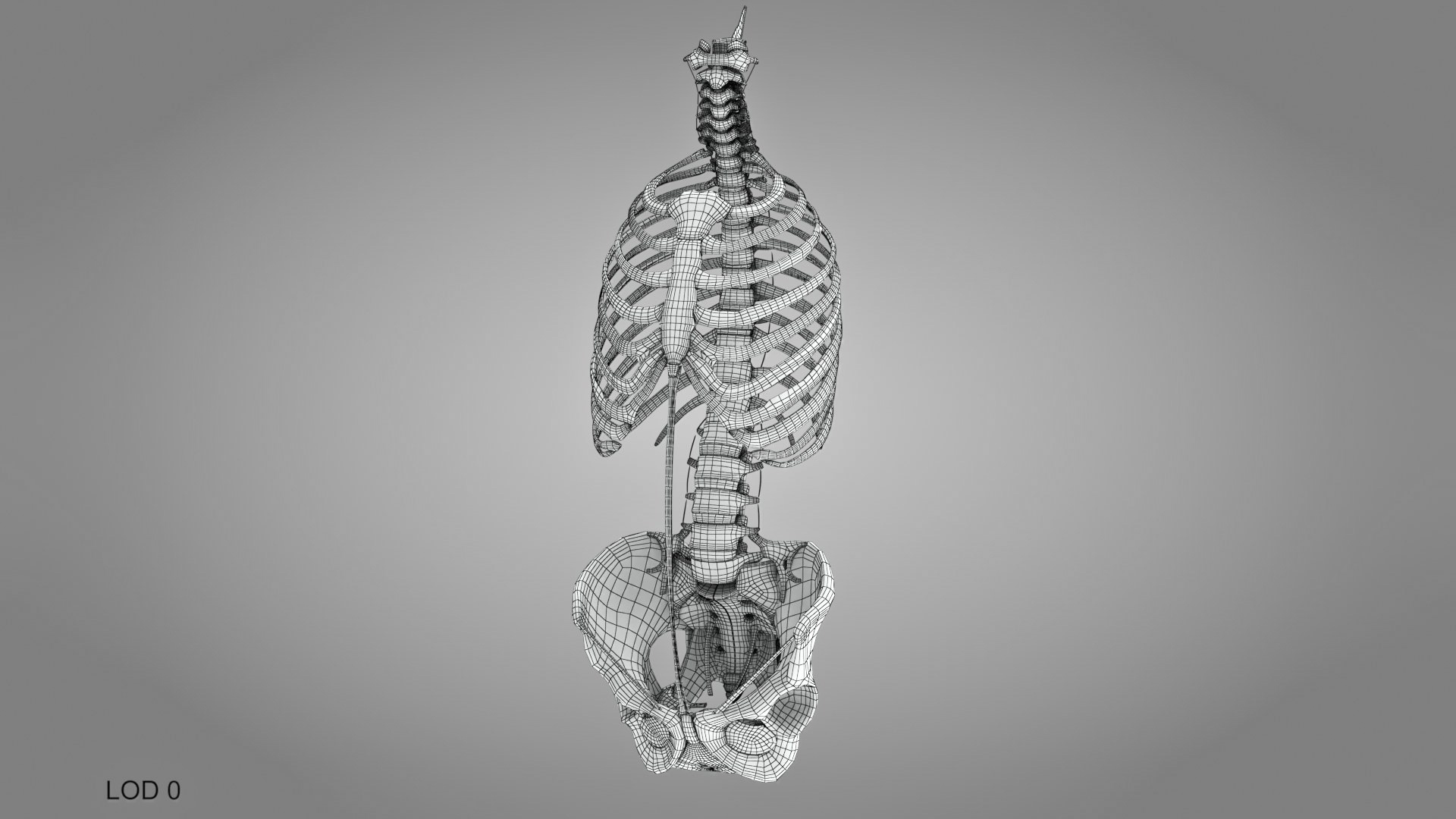 3D Rib Cage With Ligaments - TurboSquid 1924931