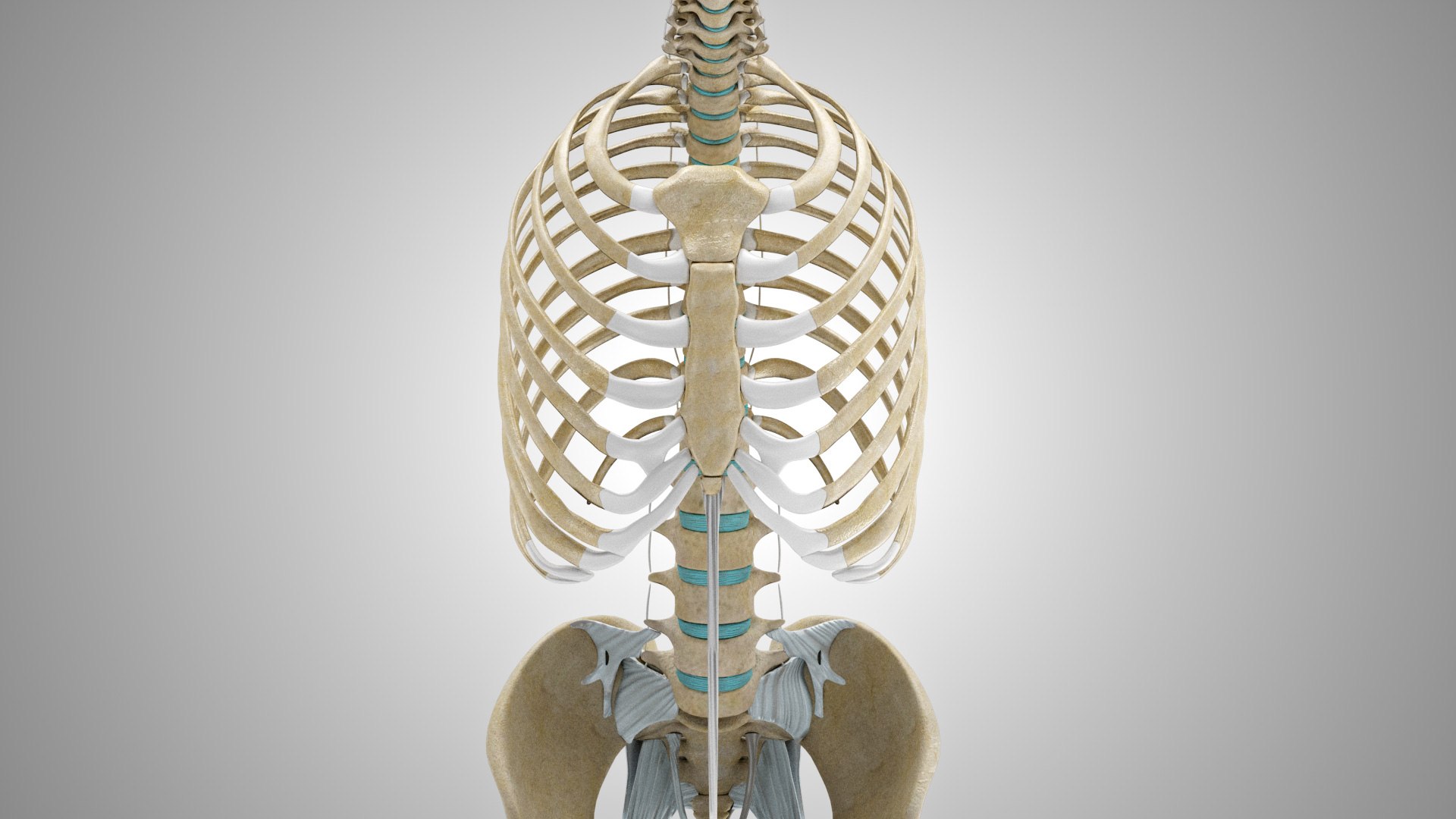 3D Rib cage with ligaments - TurboSquid 1924931