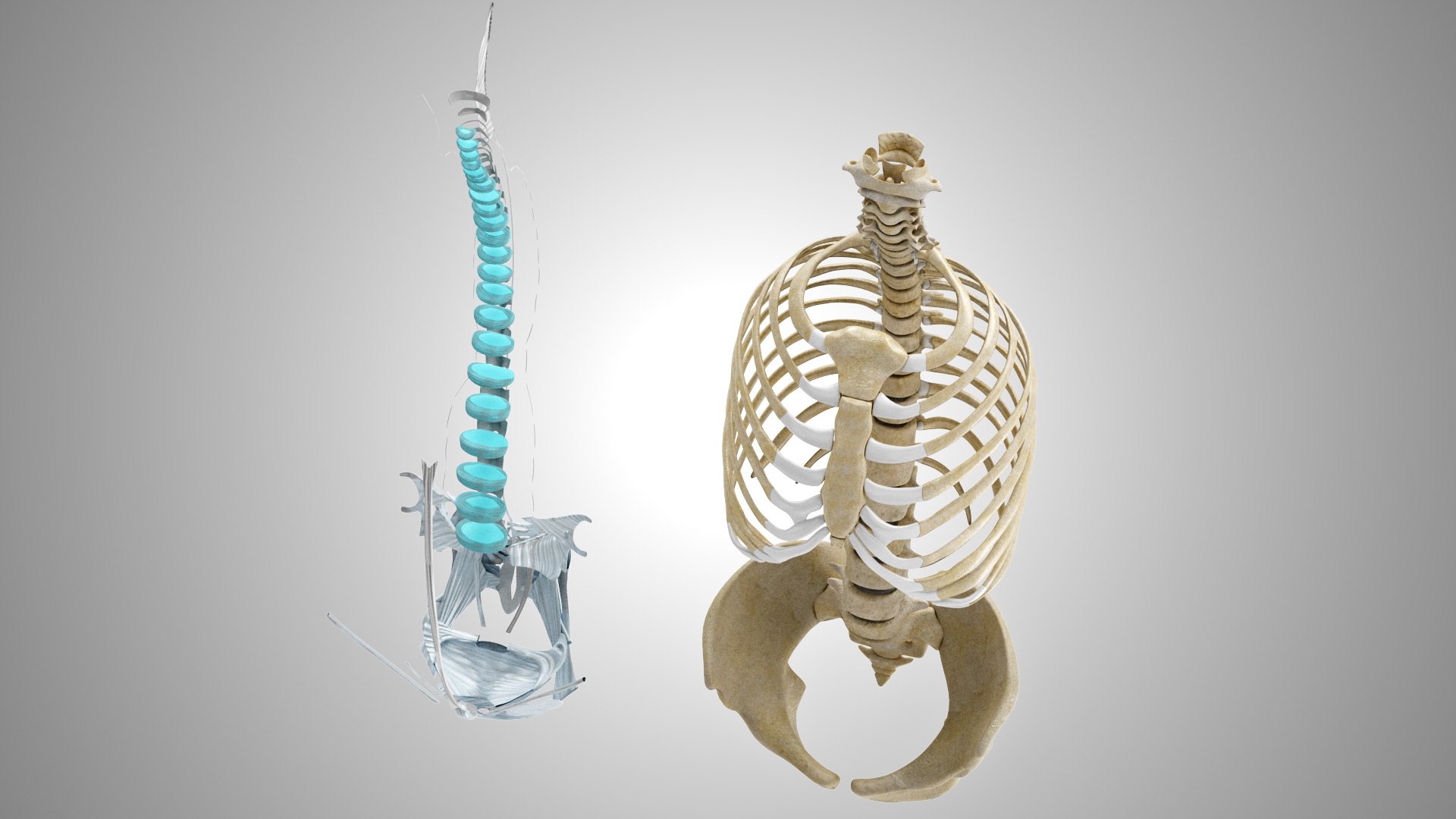 3D Rib cage with ligaments - TurboSquid 1924931