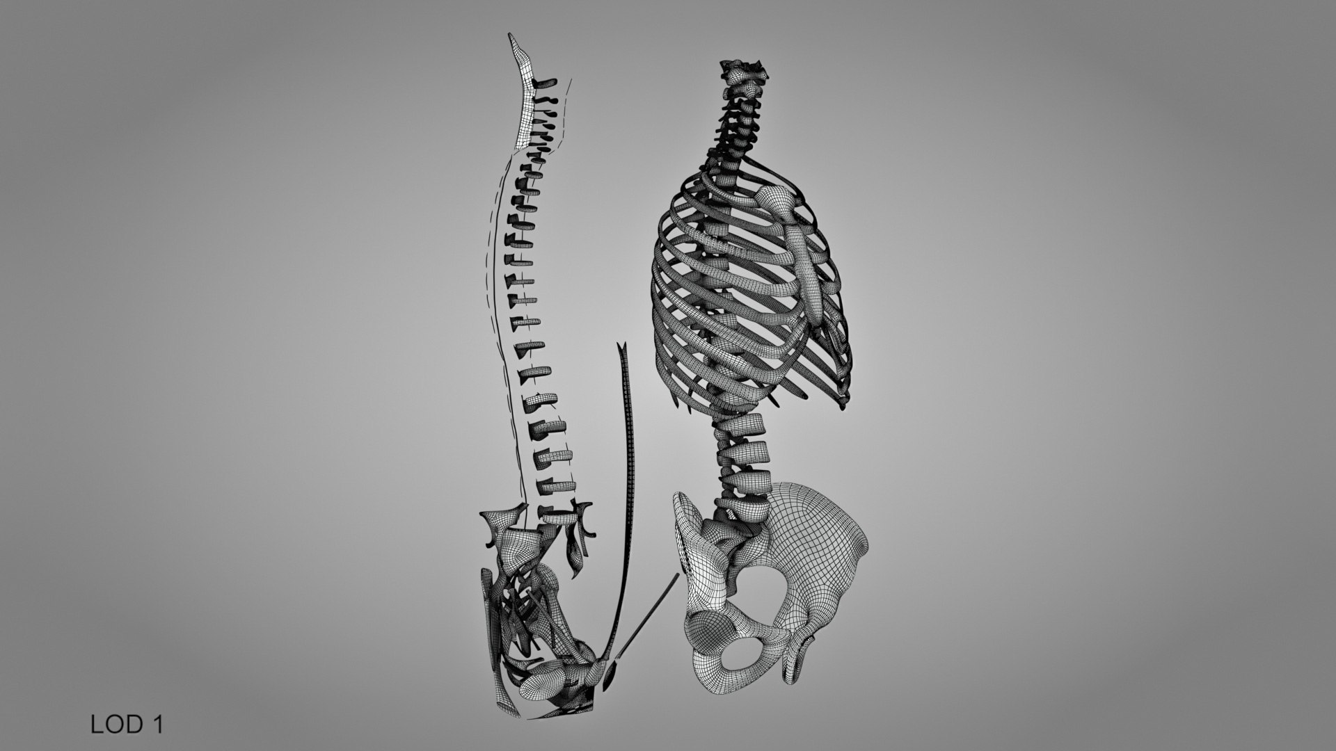 3D Rib cage with ligaments - TurboSquid 1924931