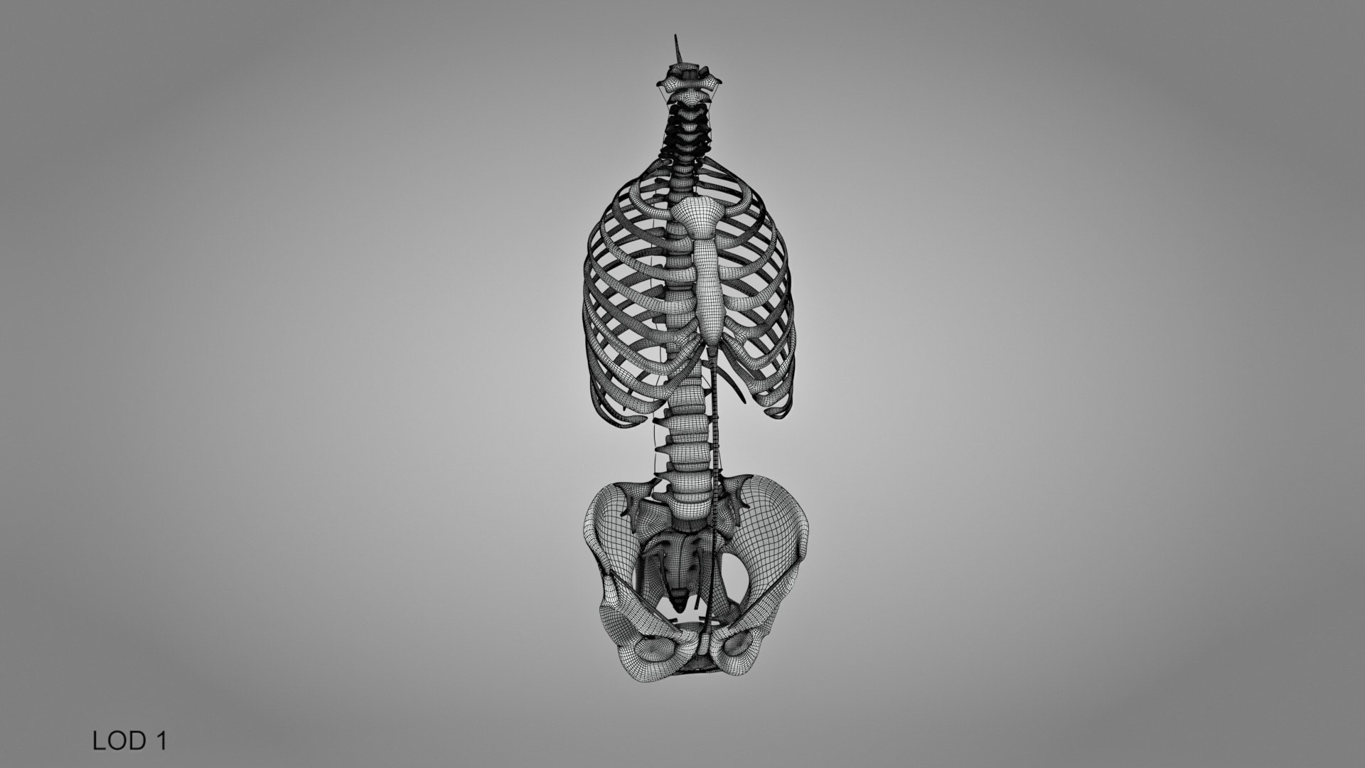 3D Rib cage with ligaments - TurboSquid 1924931