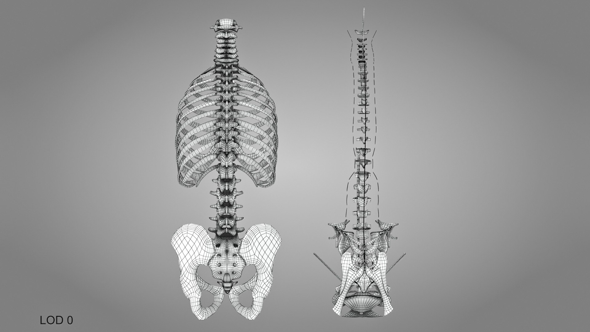 3D Rib cage with ligaments - TurboSquid 1924931