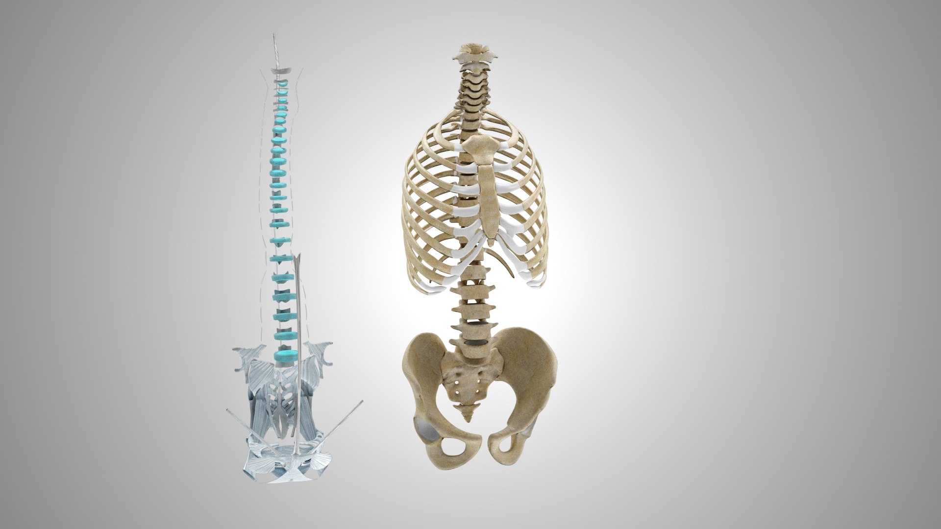 3D Rib cage with ligaments - TurboSquid 1924931