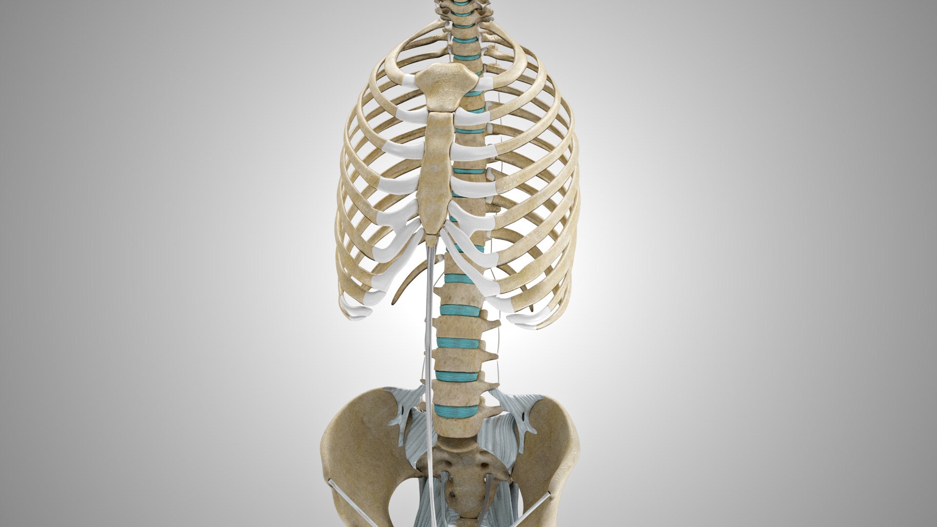 3D Rib cage with ligaments - TurboSquid 1924931