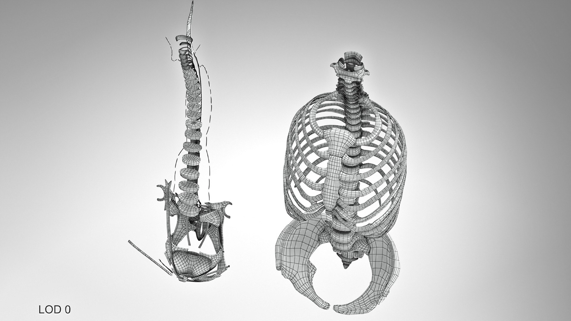 3D Rib cage with ligaments - TurboSquid 1924931