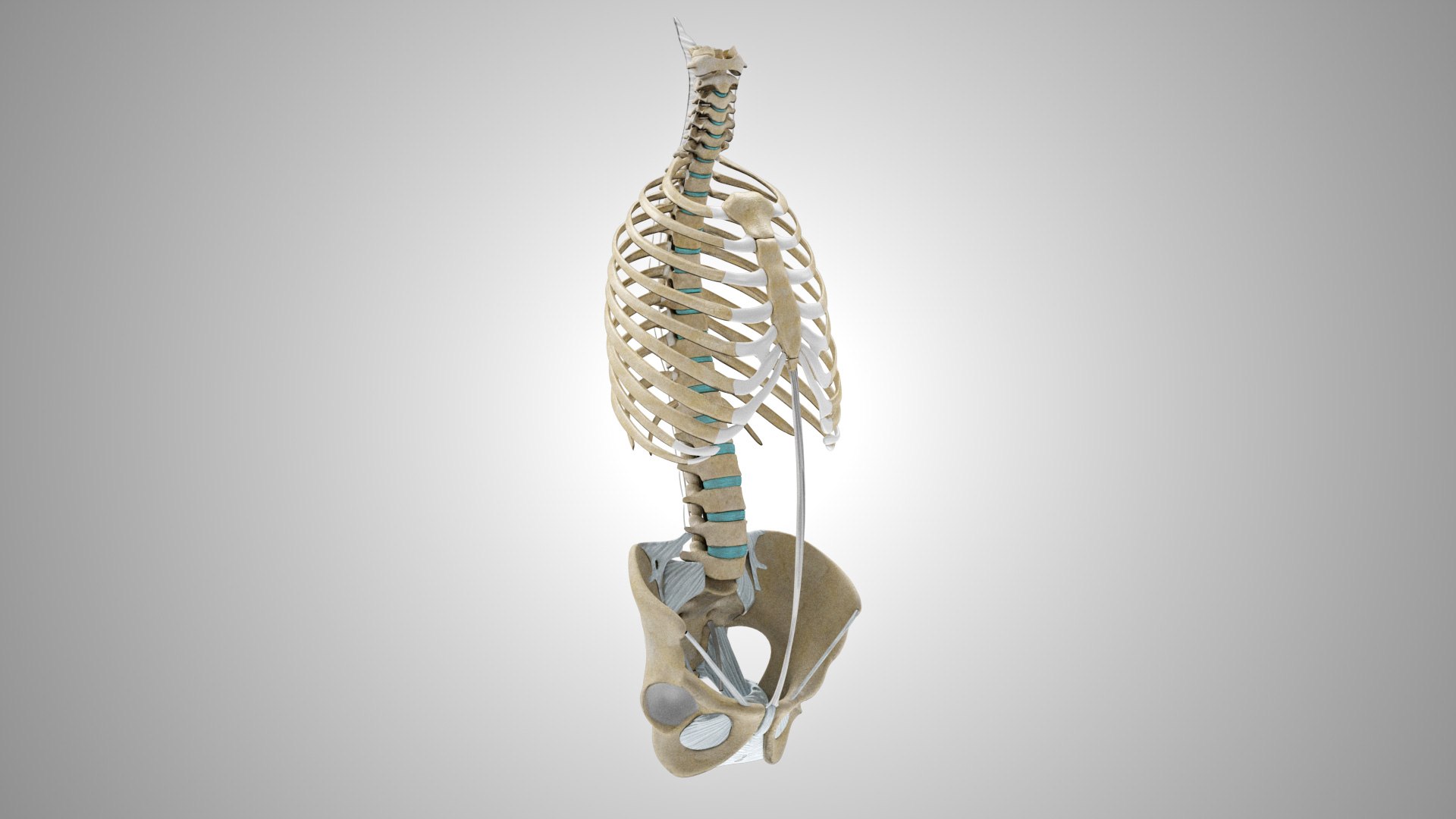 3D Rib Cage With Ligaments - TurboSquid 1924931