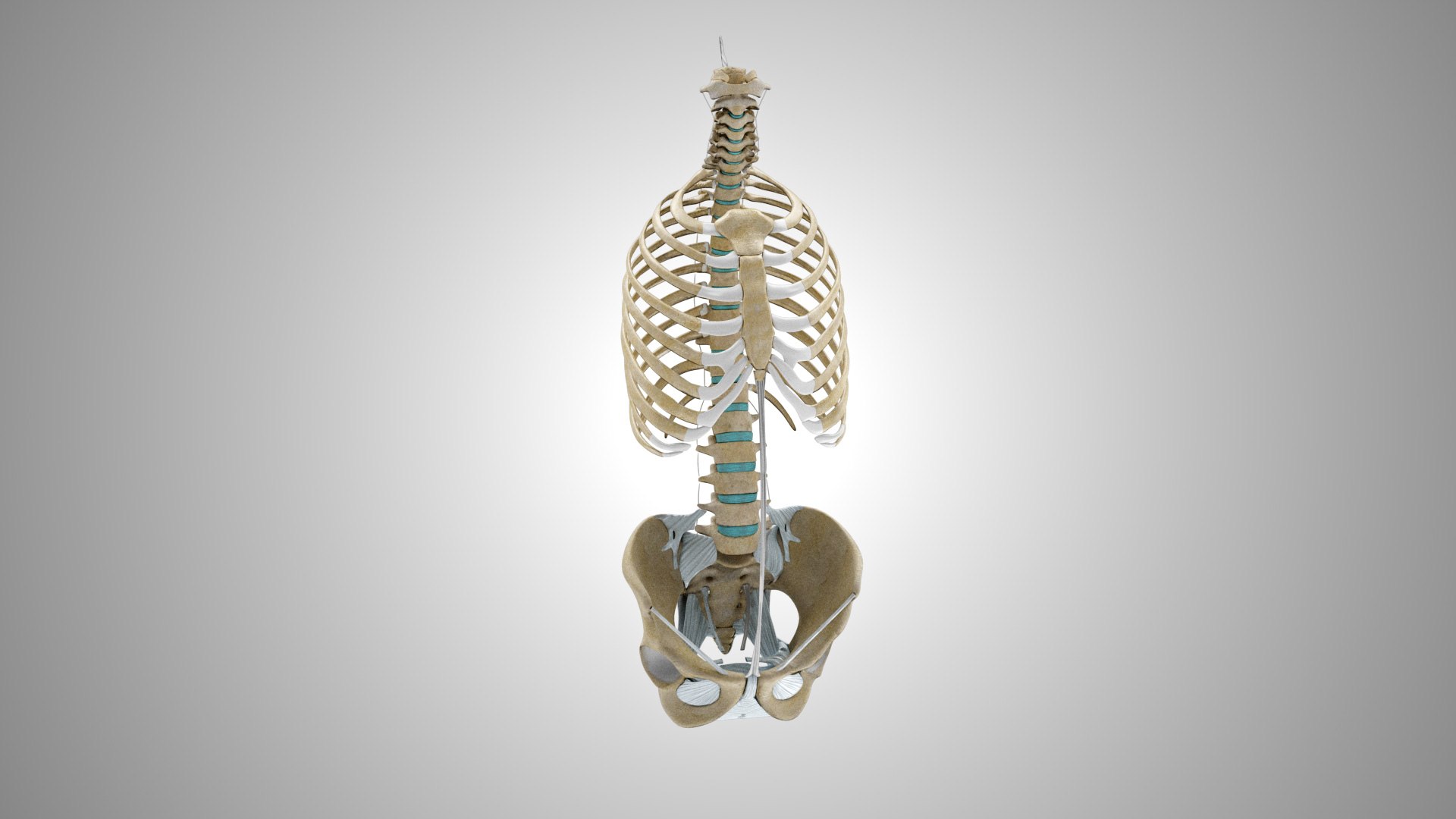 3D Rib cage with ligaments - TurboSquid 1924931