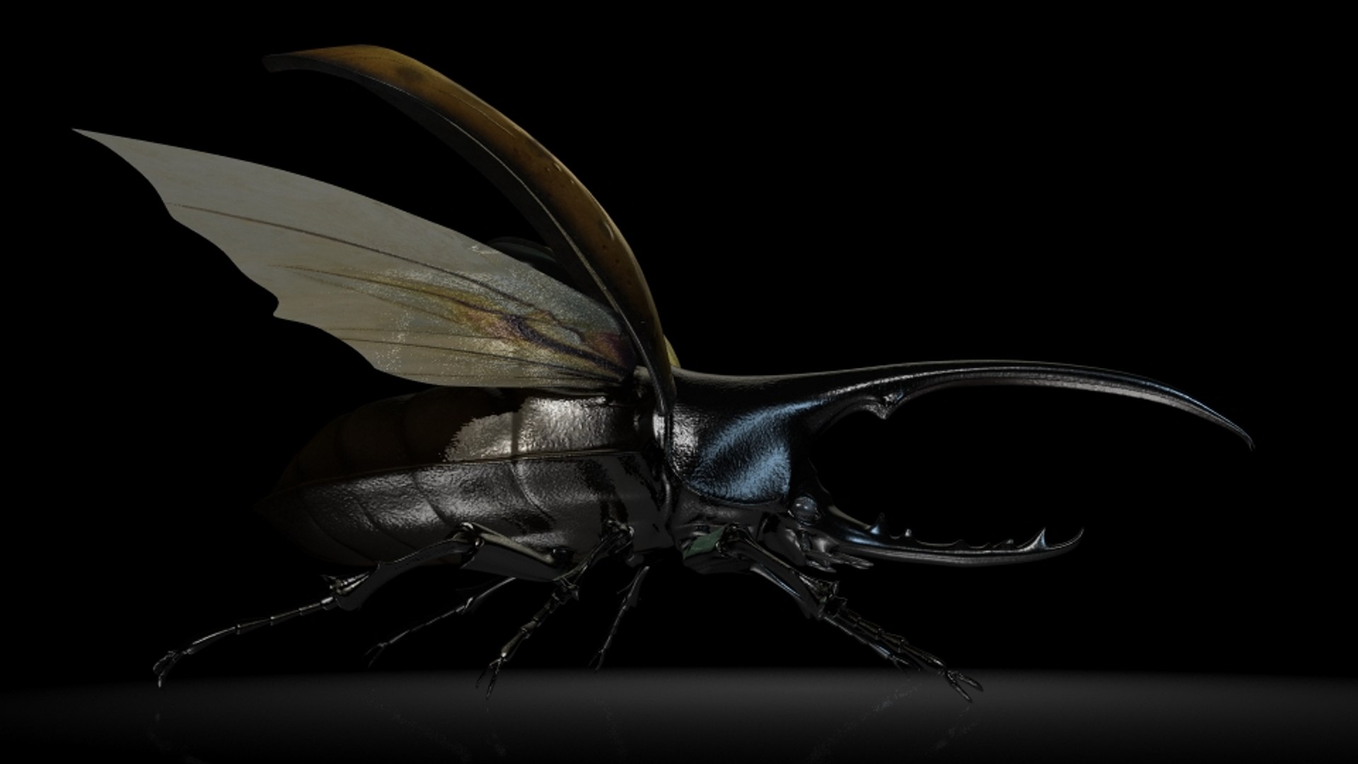 Dynastes Hercules Insects 3D Model - TurboSquid 1327090