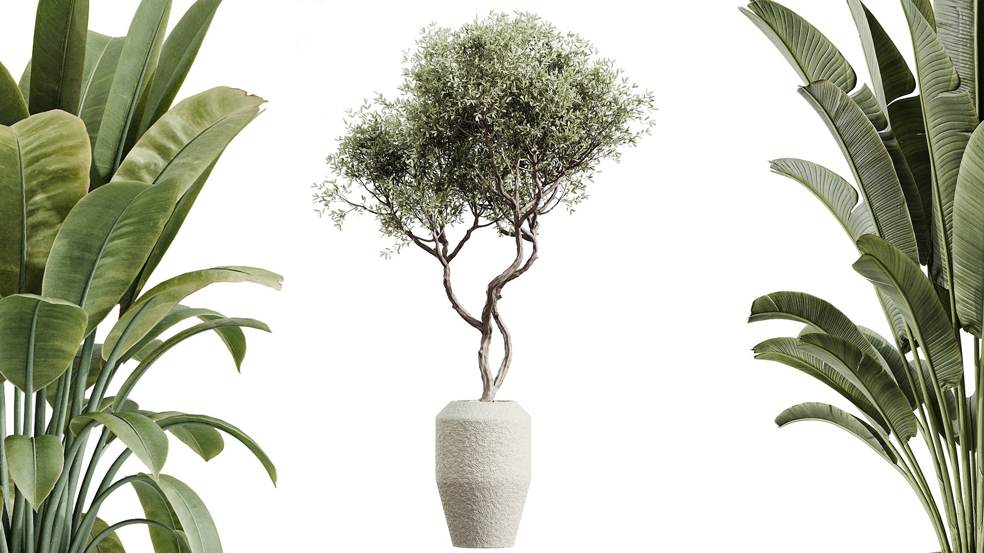 3D Model AV Indoor Plants Set 196 Citrus Fruit Orange And Arbequina ...