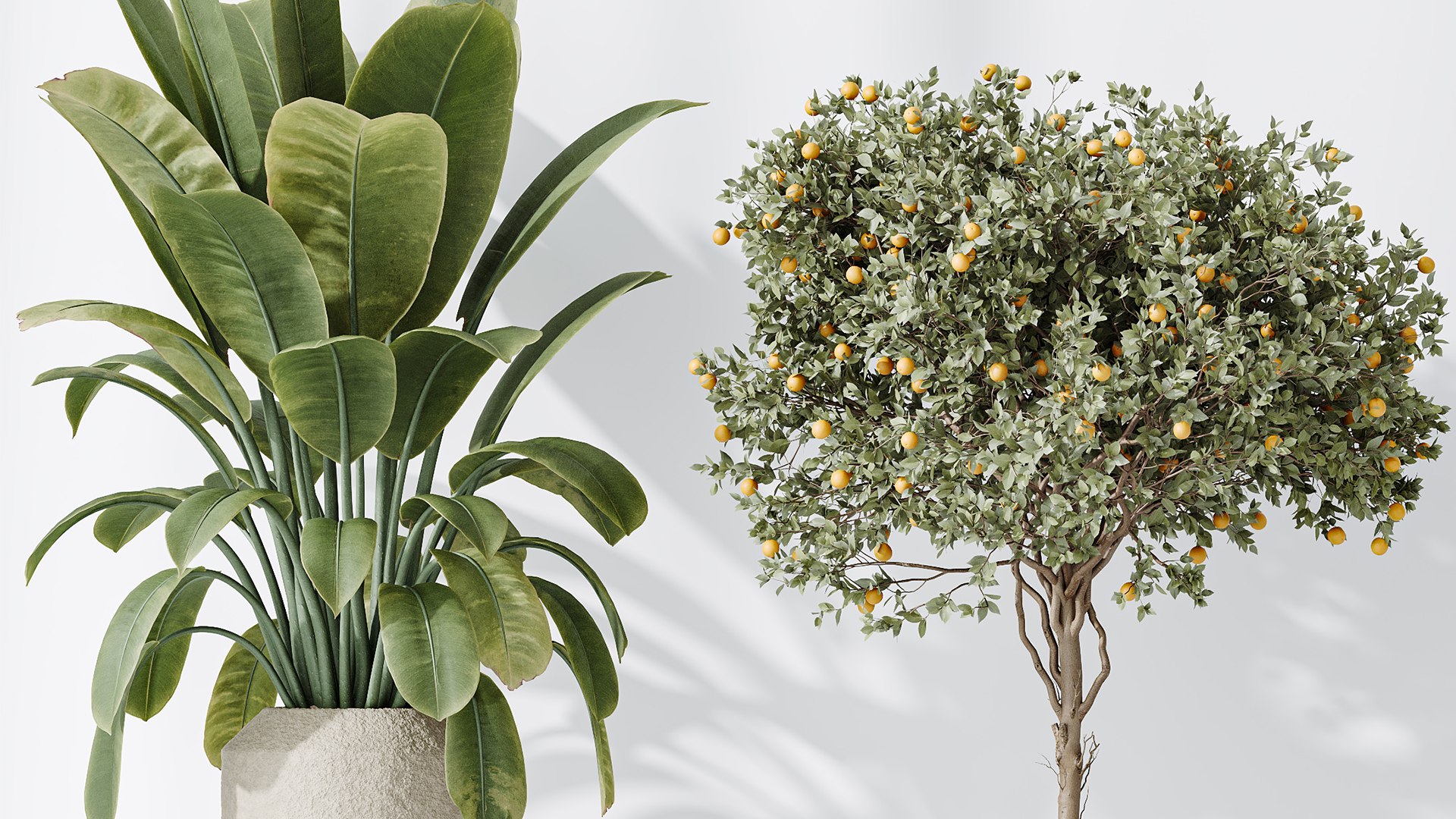 3D Model AV Indoor Plants Set 196 Citrus Fruit Orange And Arbequina ...