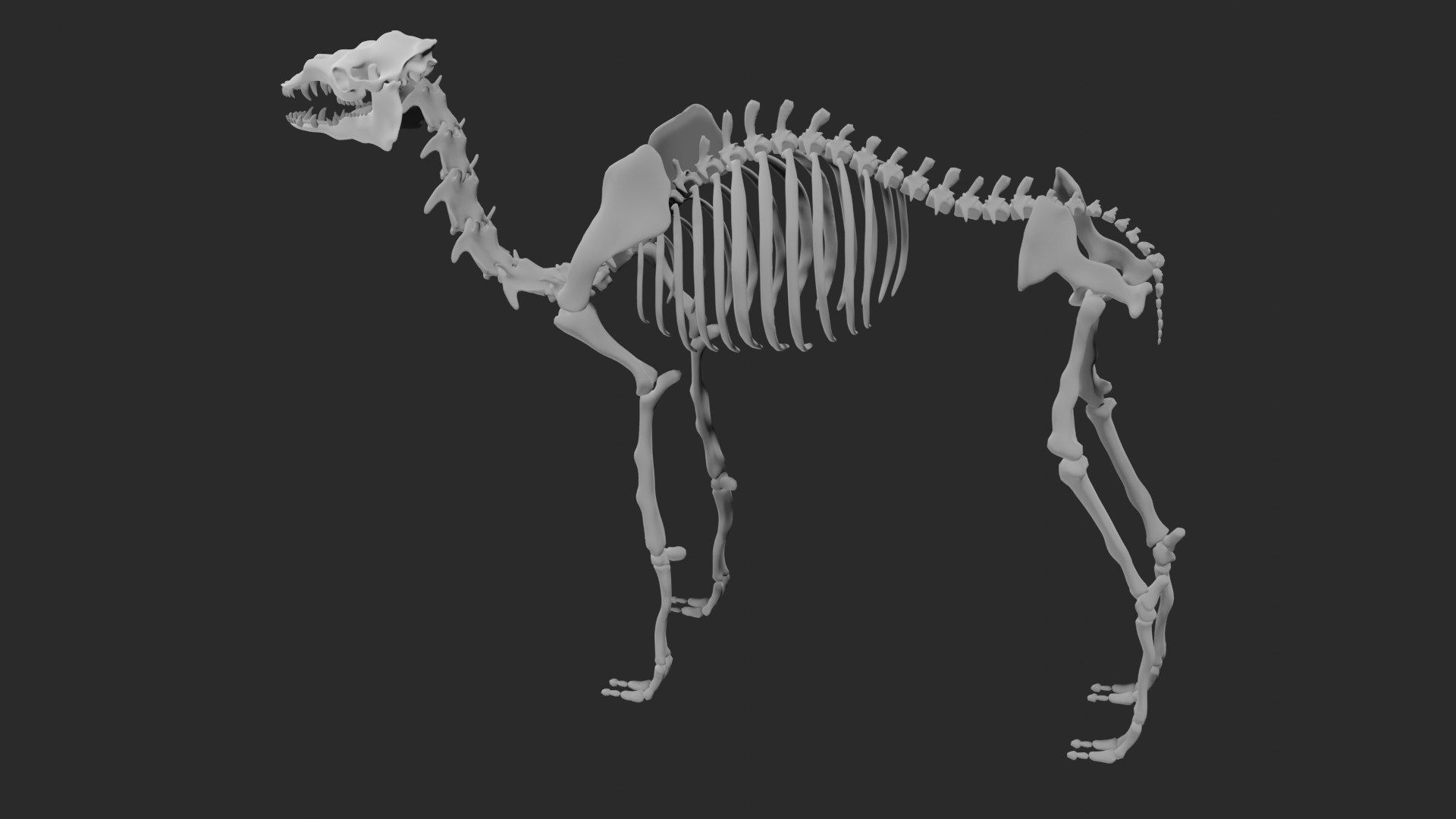 Camel Skeleton 3D Model - TurboSquid 1876548
