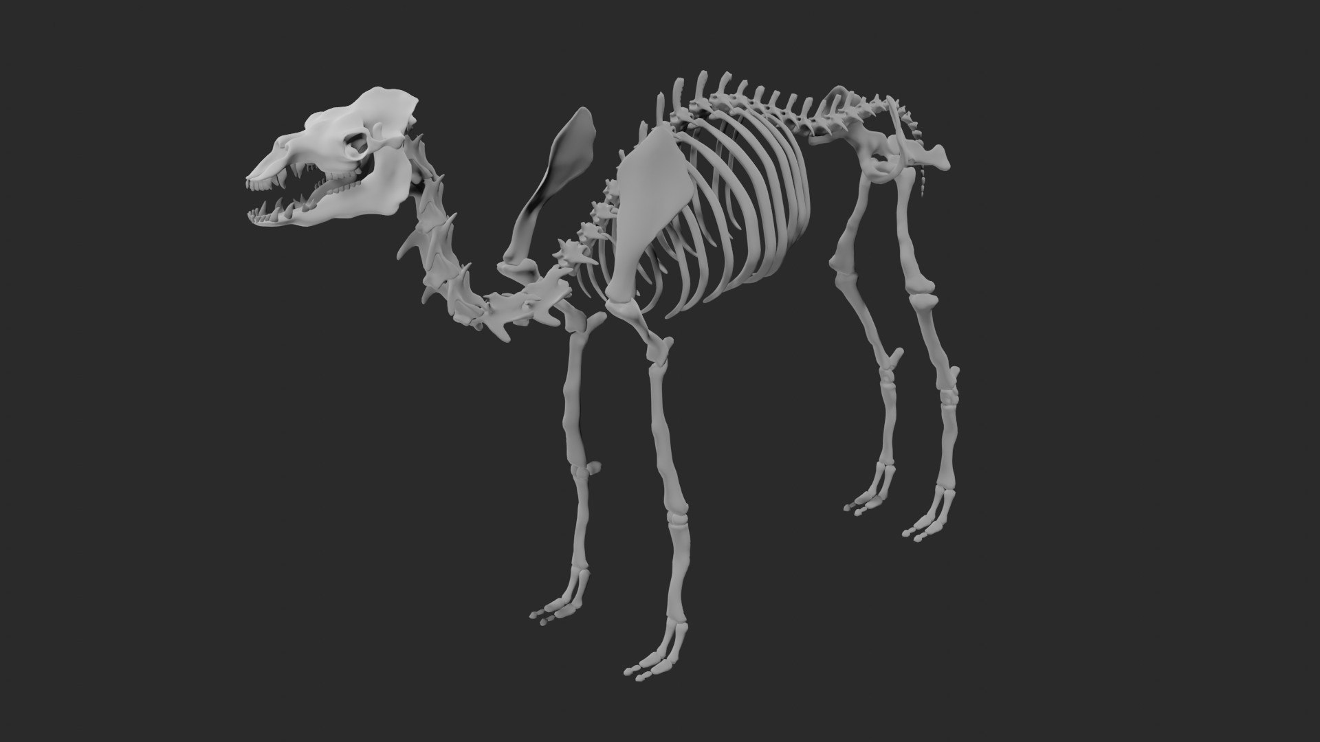 Camel Skeleton 3D Model - TurboSquid 1876548