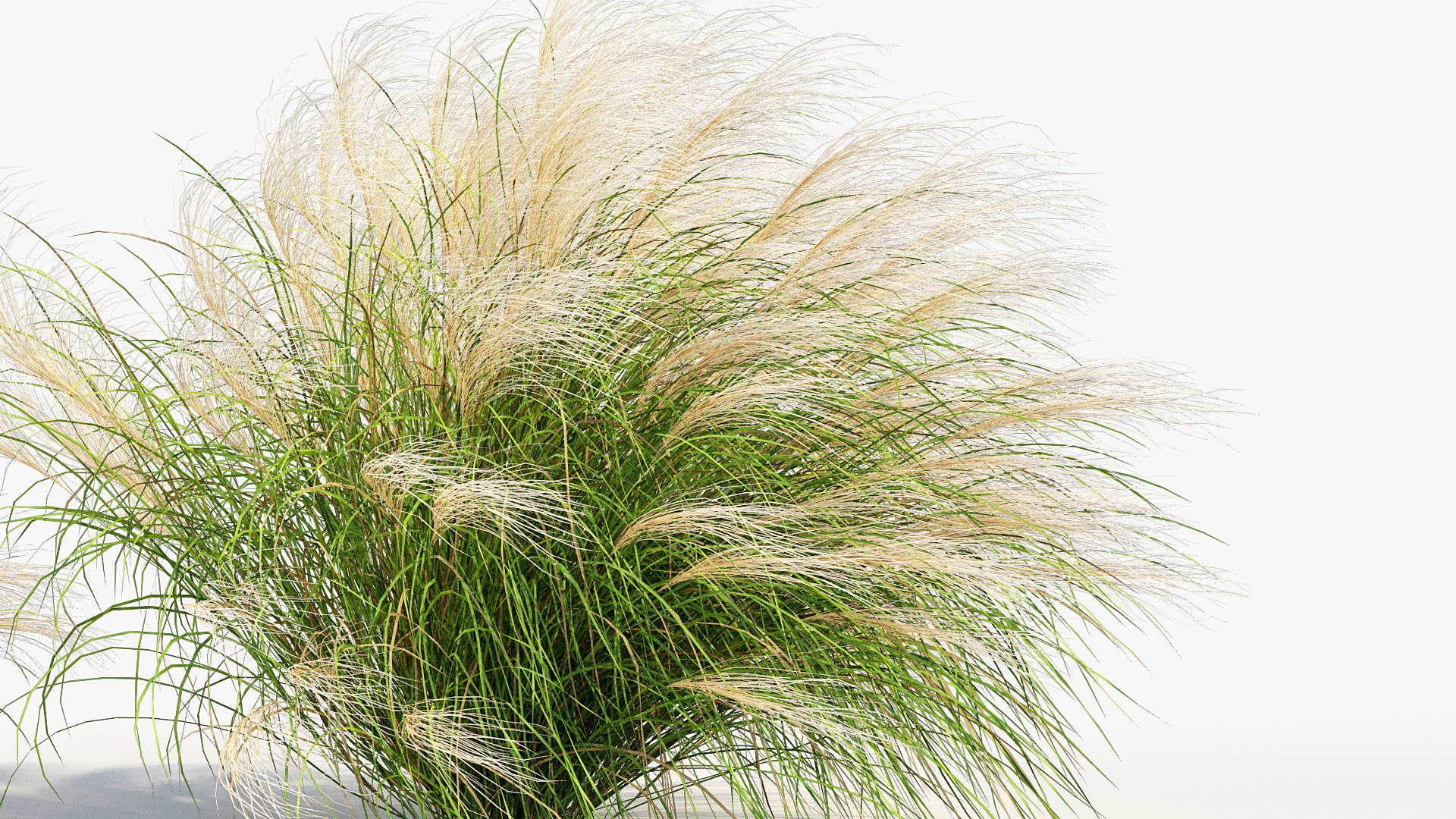 3D Nassella Tenuissima Mexican Feathergrass 3D Model 02 - TurboSquid ...