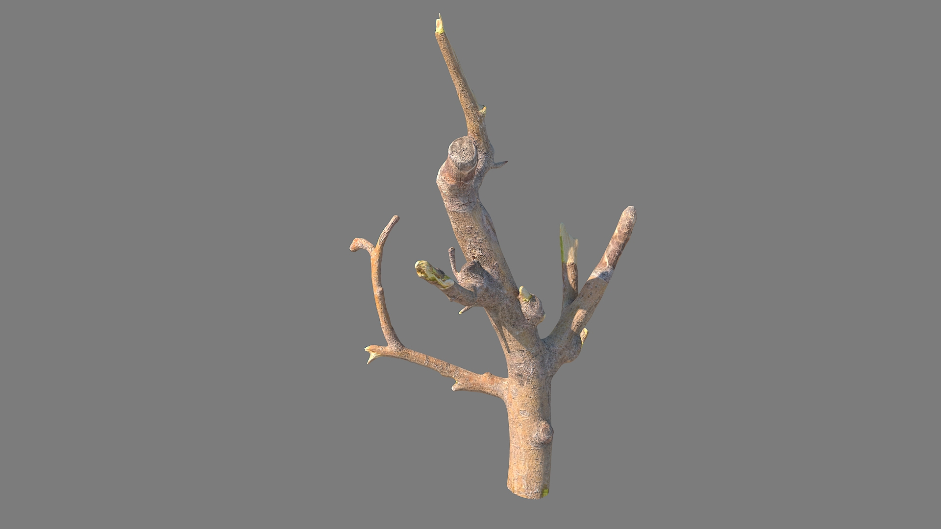 Twigs Scanned Collection 3D model - TurboSquid 2090285