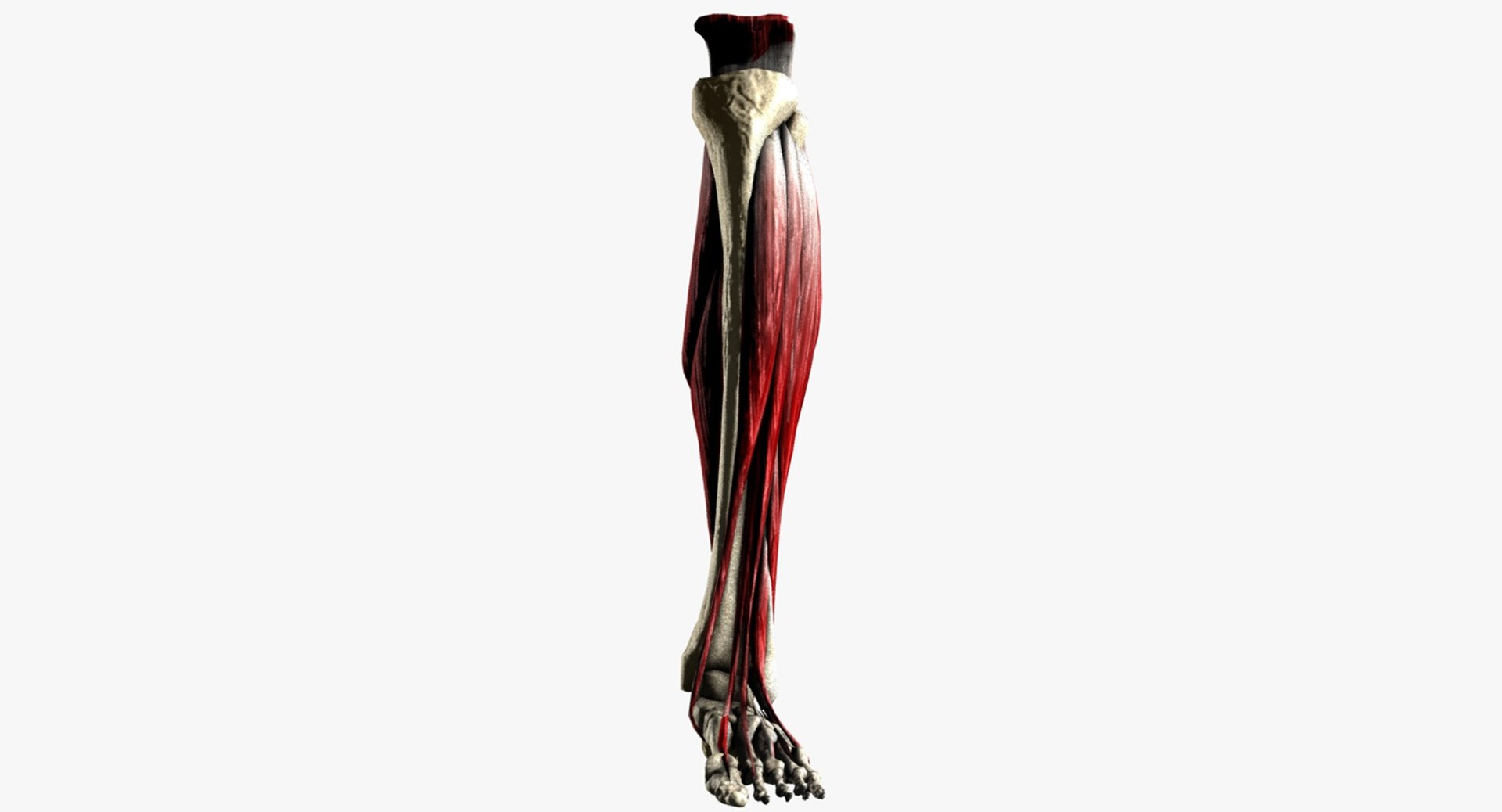 3d ankle joint medical