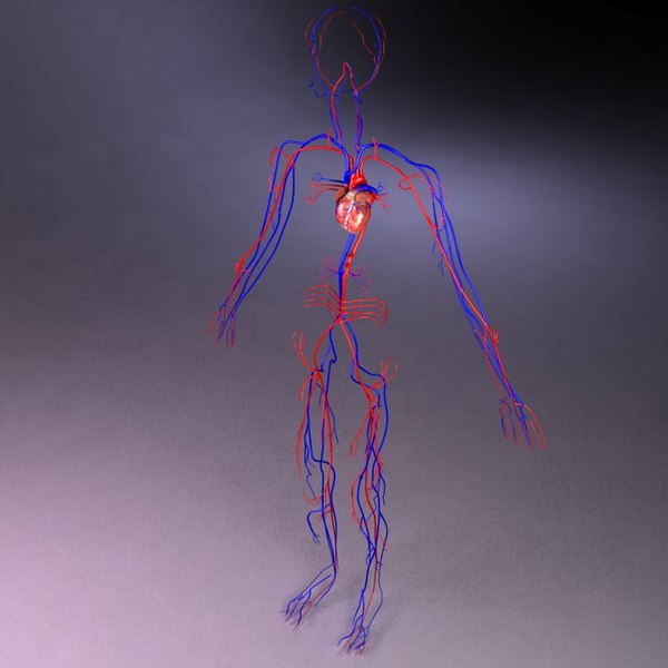 3d circulatory heart model
