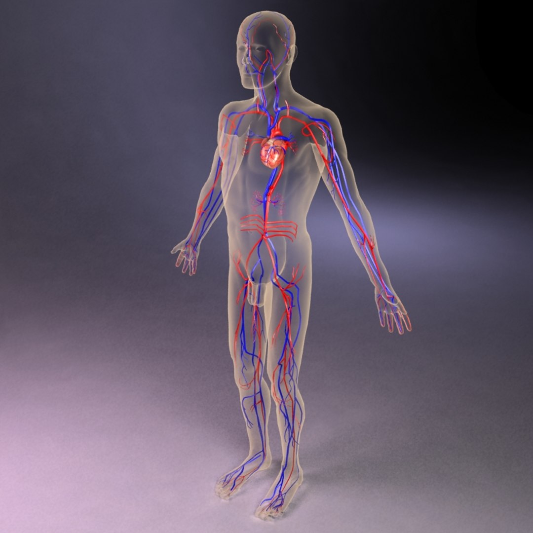 3d Circulatory Heart Model