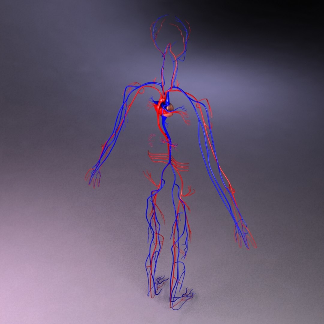 3d Circulatory Heart Model