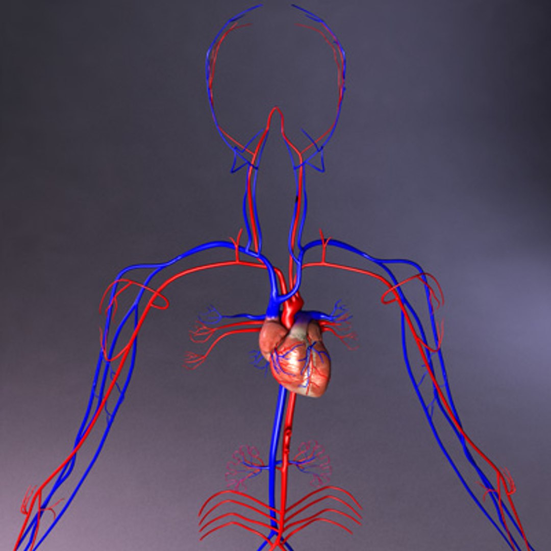3d Circulatory Heart Model