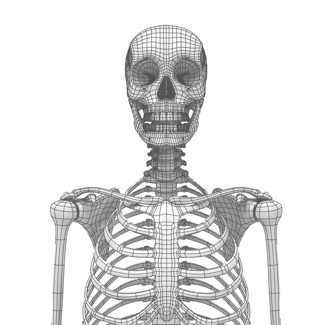 Human Skeleton Obj