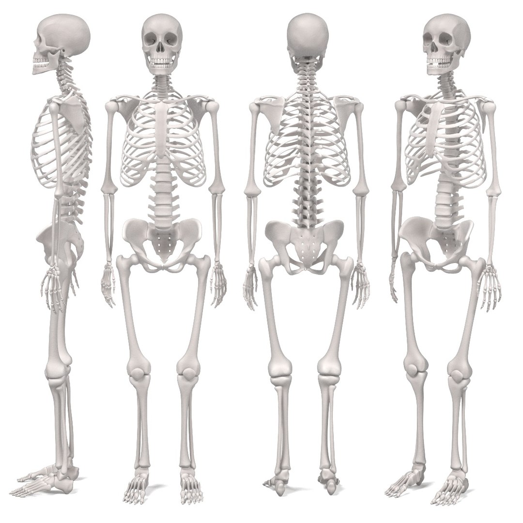 Human Skeleton Obj