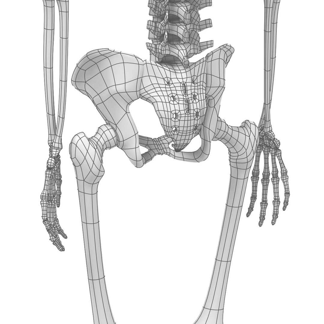 Human Skeleton Obj