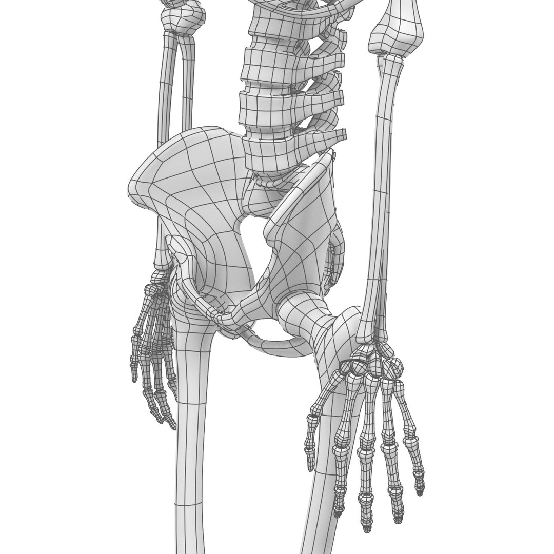 Human Skeleton Obj