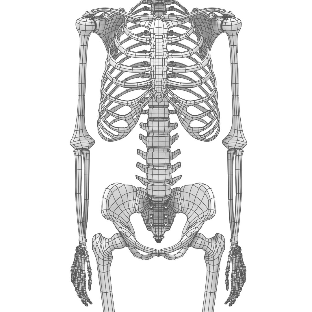 Human Skeleton Obj