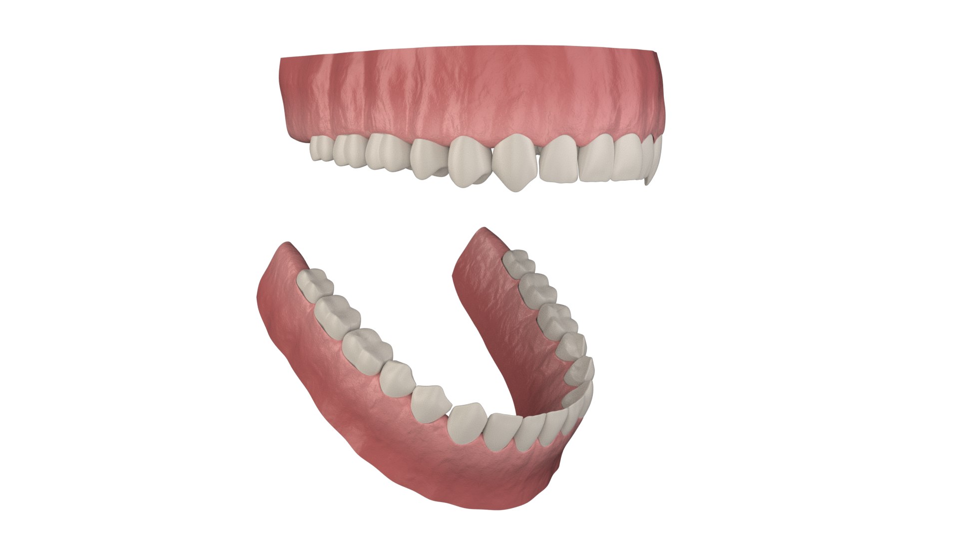 Teeth anatomy 3D model - TurboSquid 1445693