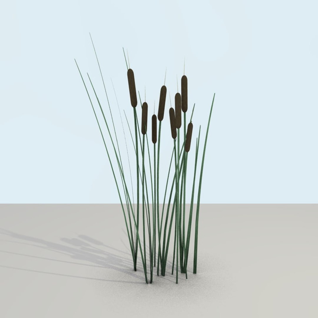 3d Model Cattail Plant