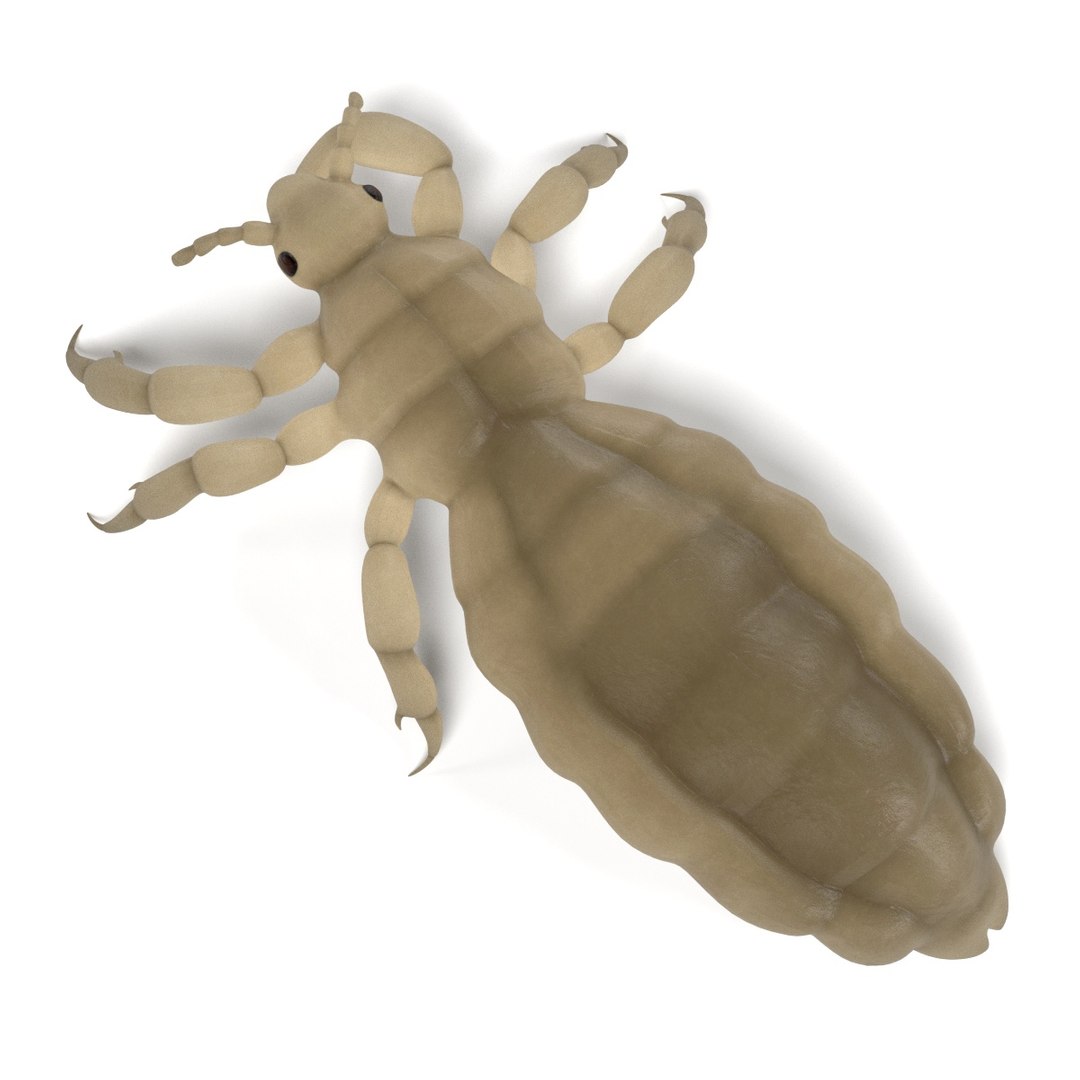 3d Model Female Louse