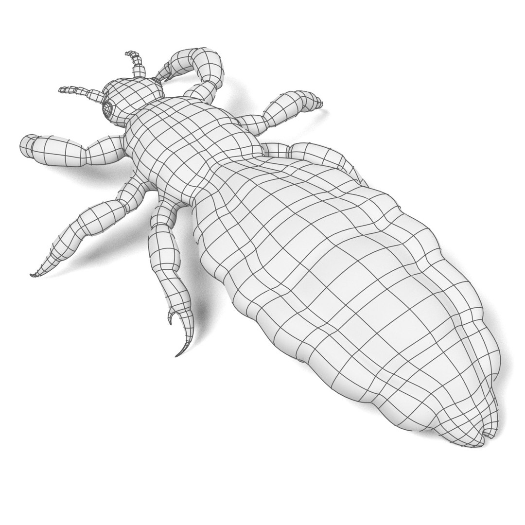 3d Model Female Louse