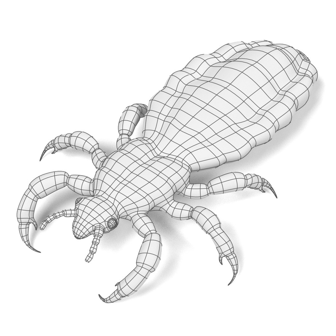 3d Model Female Louse