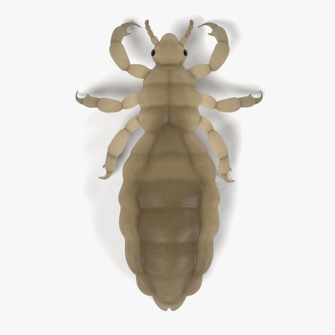 3d Model Female Louse