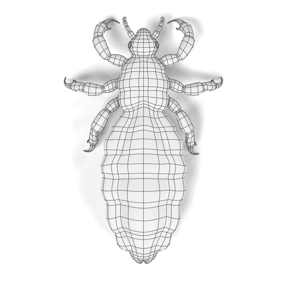 3d Model Female Louse