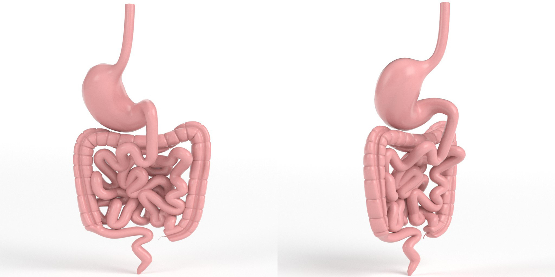 pbr uv-textured human gastrointestinal 3d model