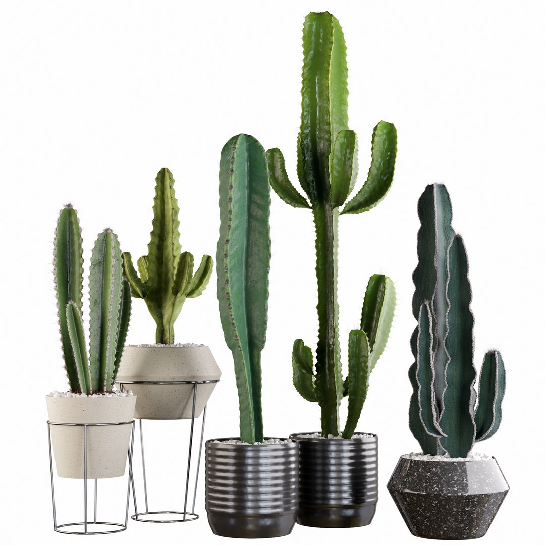 3D Cactus Plants Set Model - TurboSquid 1491078