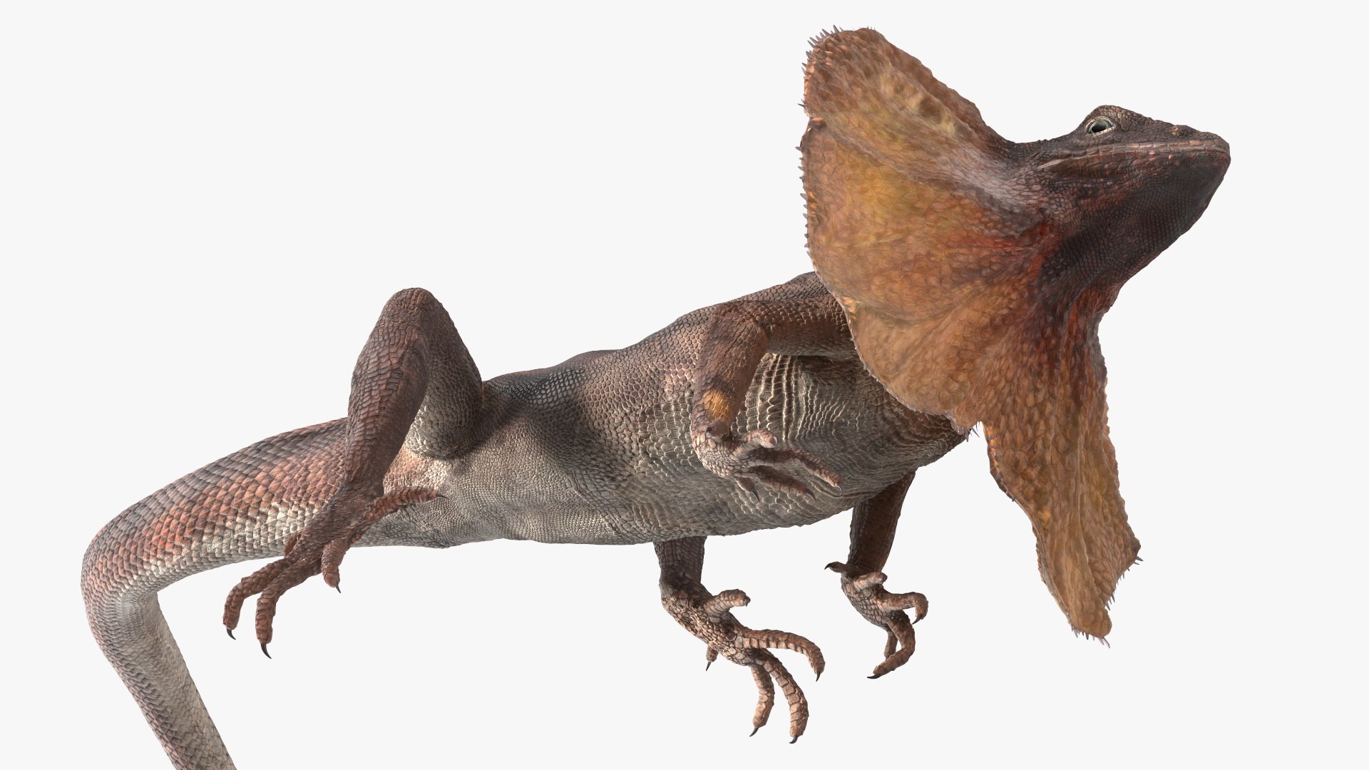 3D Frilled Lizard On Snag - TurboSquid 2290419