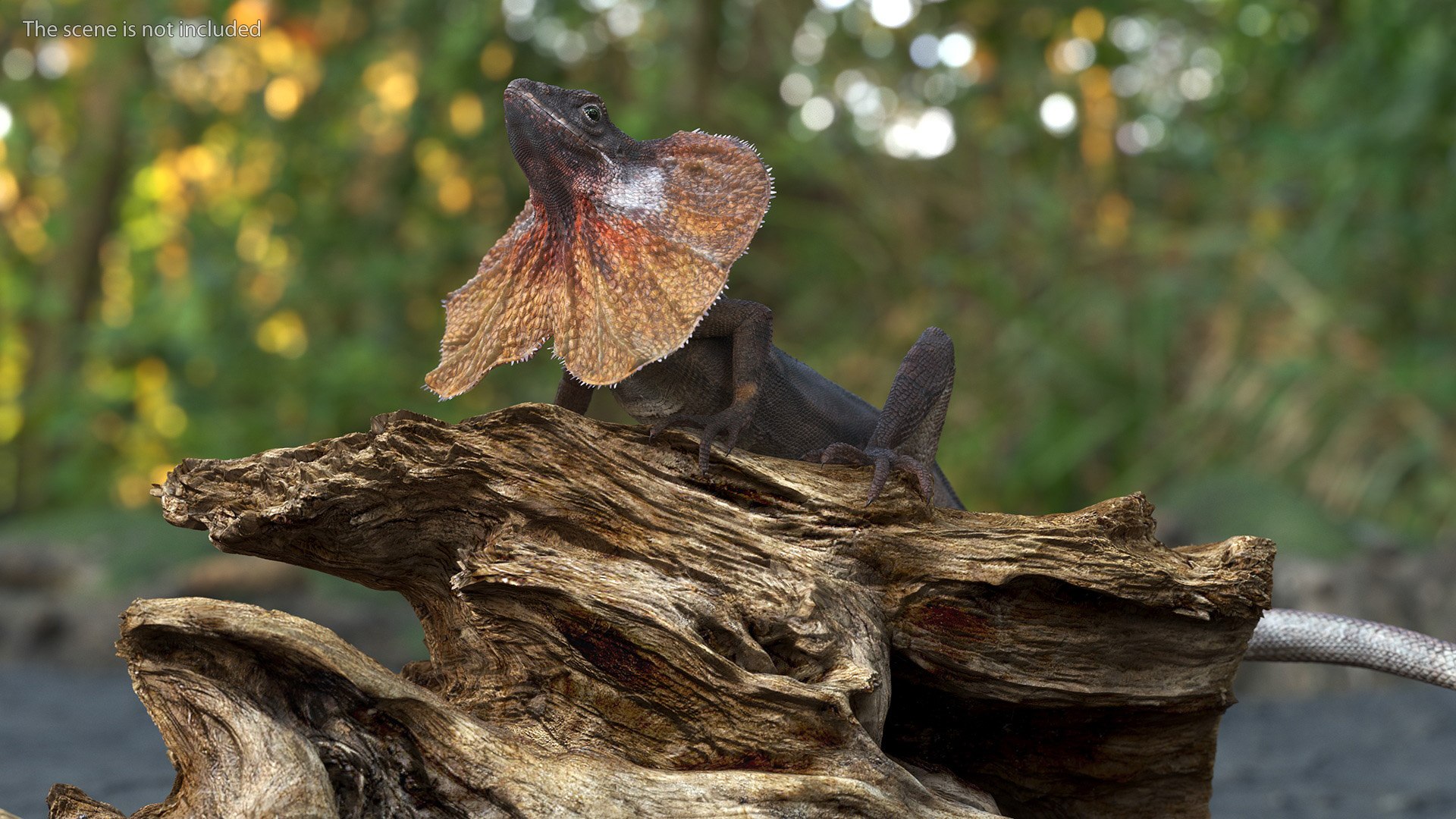 3D Frilled Lizard On Snag - TurboSquid 2290419