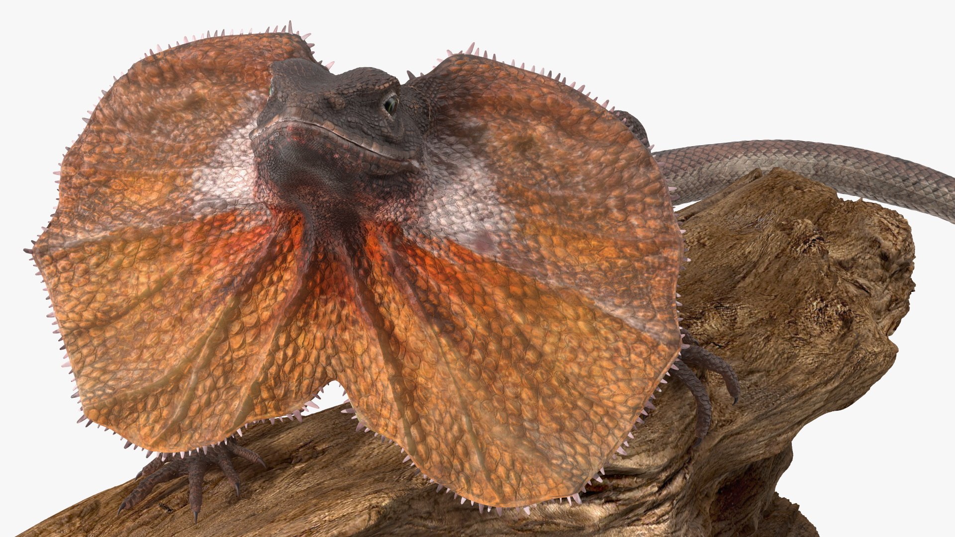 3D Frilled Lizard On Snag - TurboSquid 2290419
