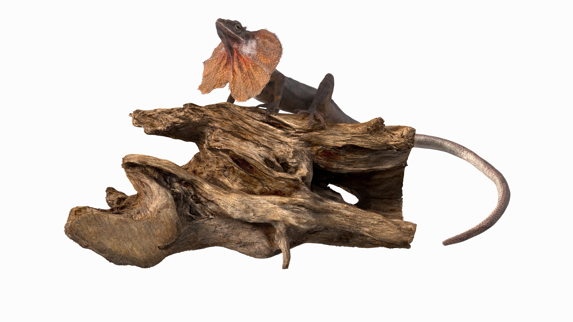 3D Frilled Lizard On Snag - TurboSquid 2290419