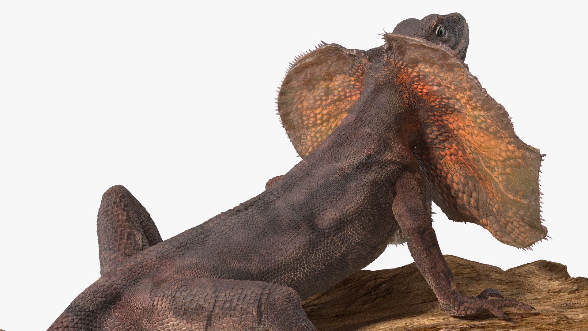 3D Frilled Lizard On Snag - TurboSquid 2290419