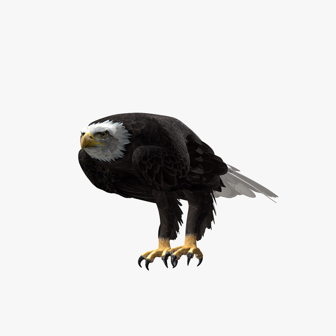 3d American Bald Eagle Animation Model