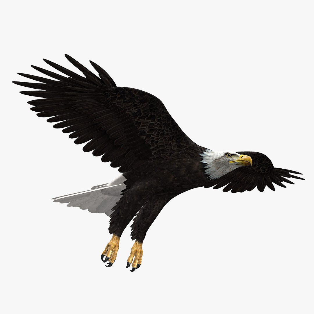 3d American Bald Eagle Animation Model